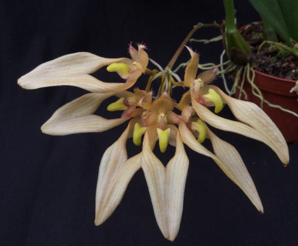 Naturformen Orchideen von A bis C