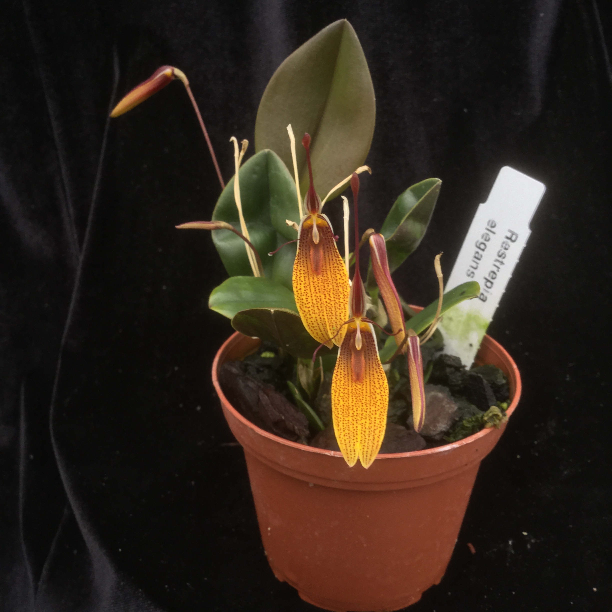 Restrepia aff. elegans