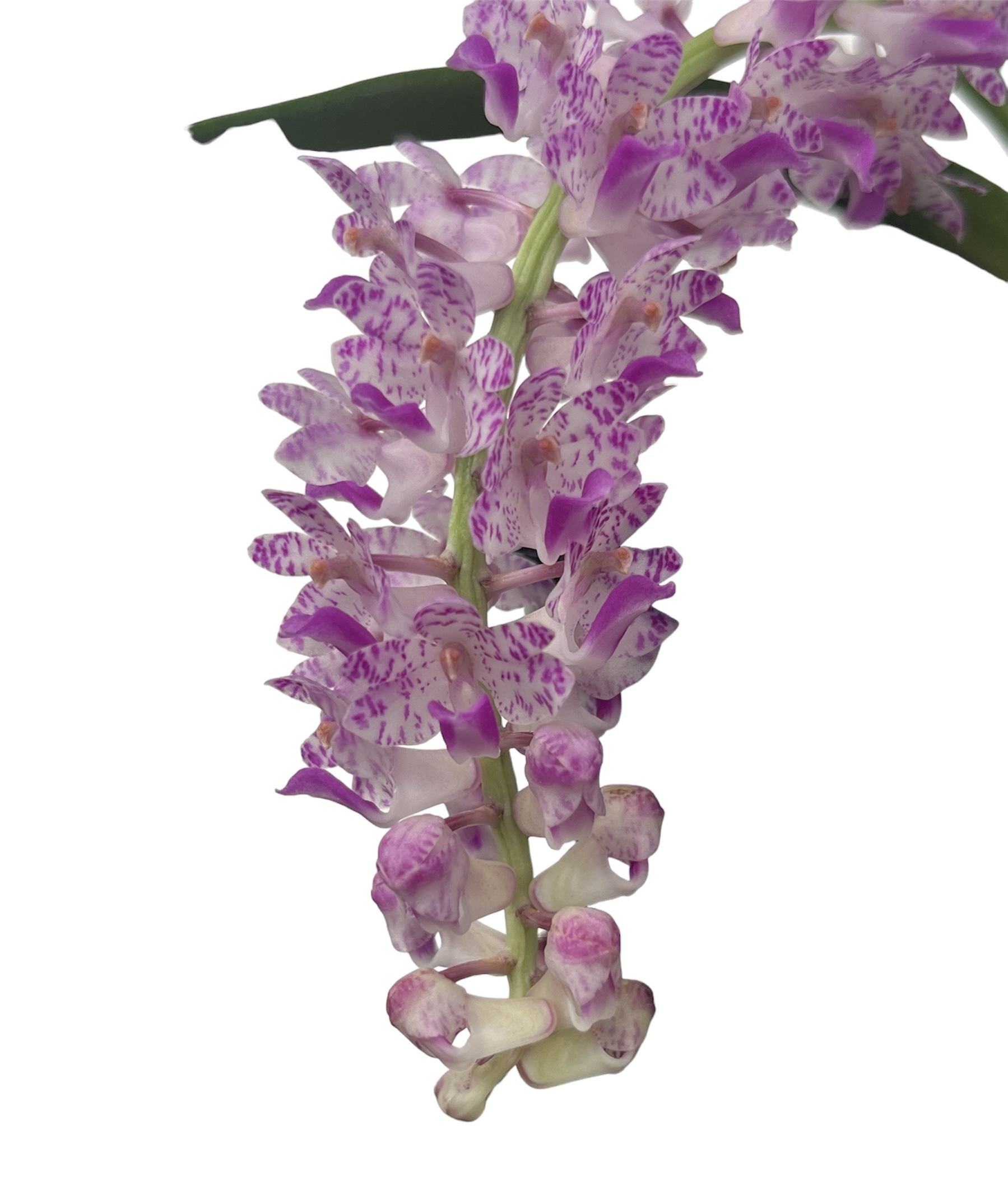 Aerides multiflora