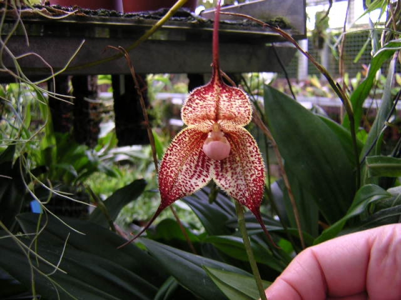 Orchideen Neuheiten