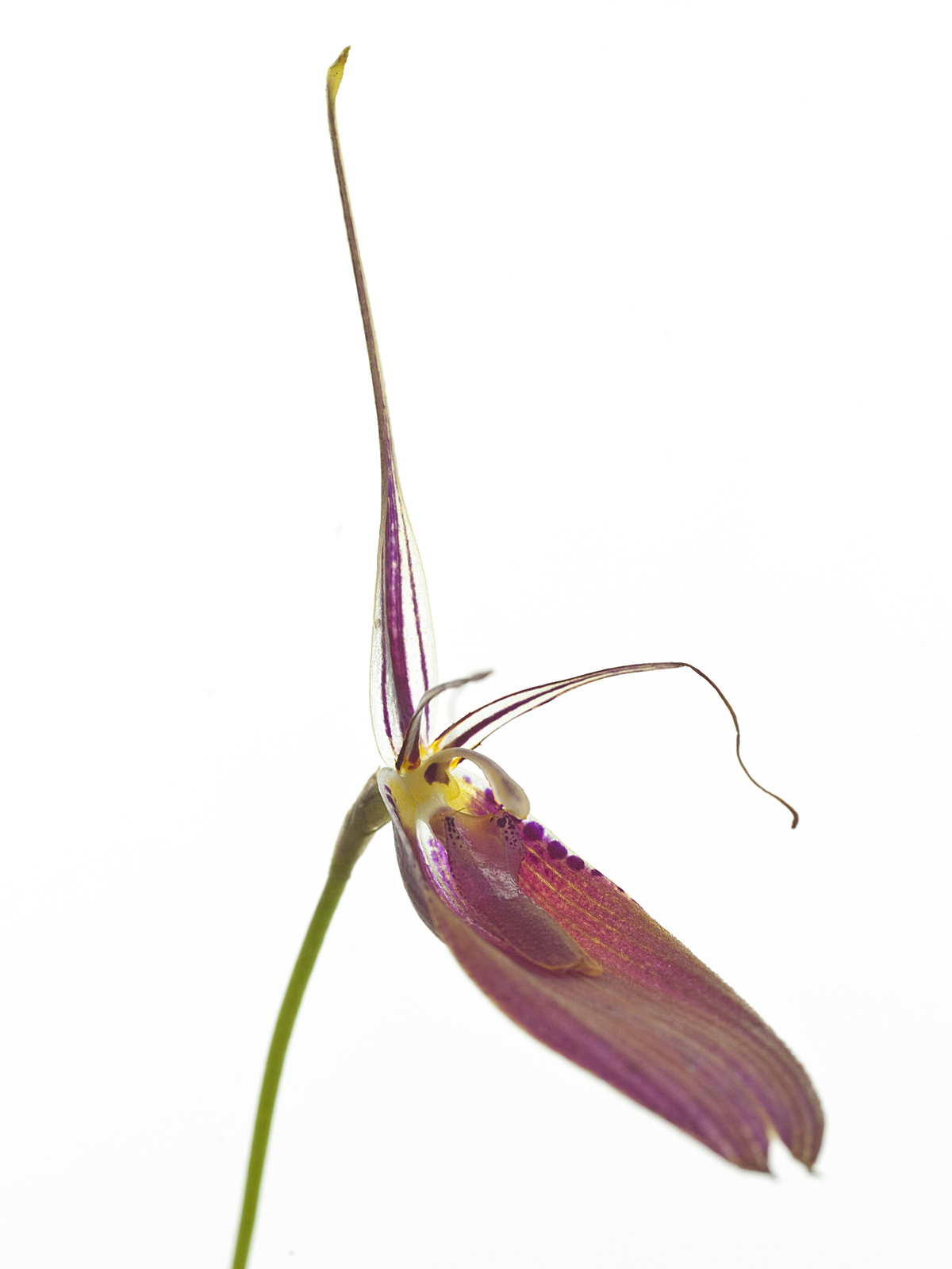 Restrepia cuprea | orch10143h3t3f2