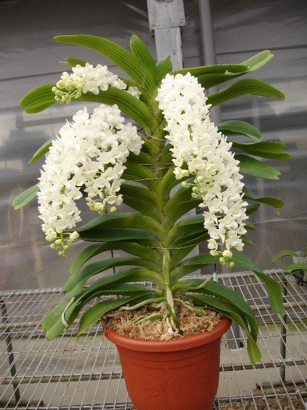 Rhynchostylis gigantea (white/weiß) | orch2136