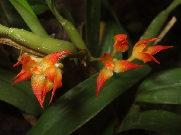 Kopf Orchideen - Ihr Online Shop für Orchideen