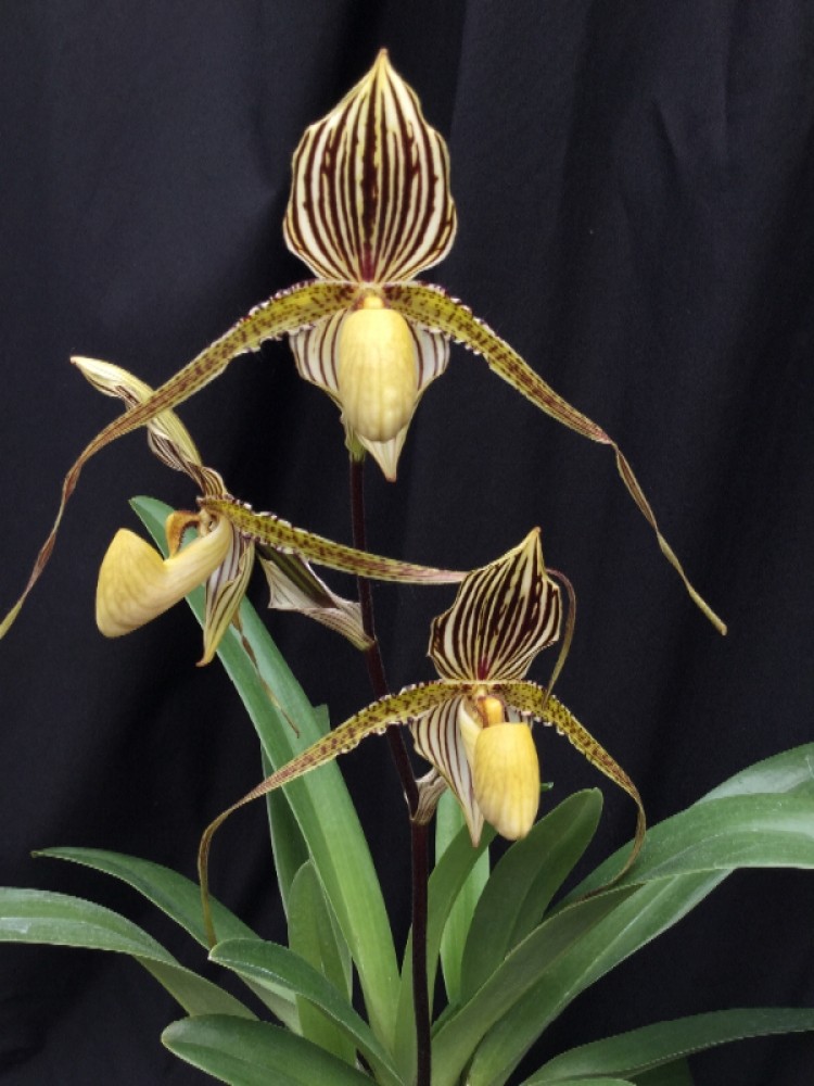 Paphiopedilum St.Swithin