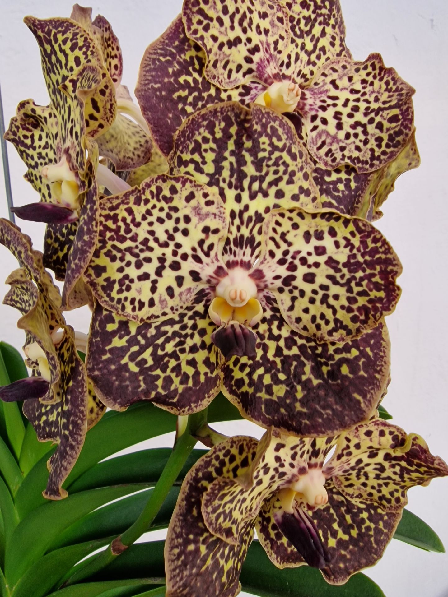 Vanda Orchideen
