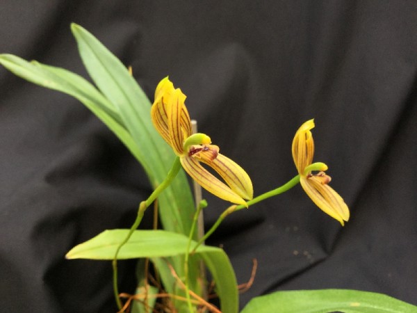 Mormolyca ringens | orch709