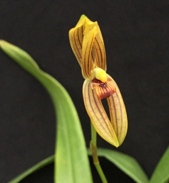 Mormolyca ringens | orch709